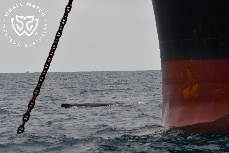 How Intelligent are Humpback Whales? | Whale Watch Western Australia