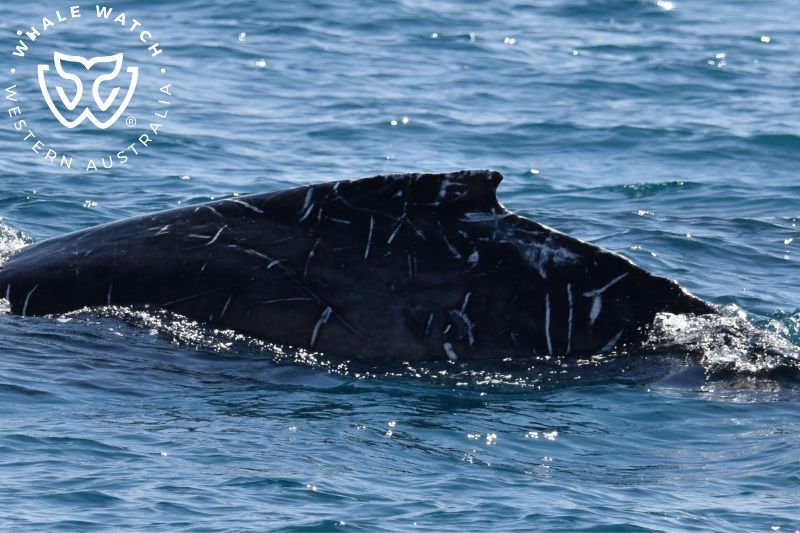 Signs of Orca Predating on Humpback Calves | Whale Watch Western Australia