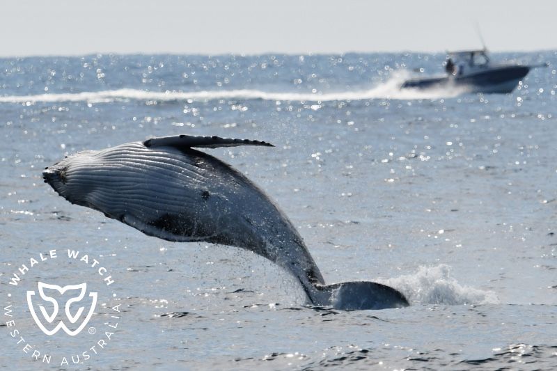 Language of the Whales in Action | Whale Watch Western Australia