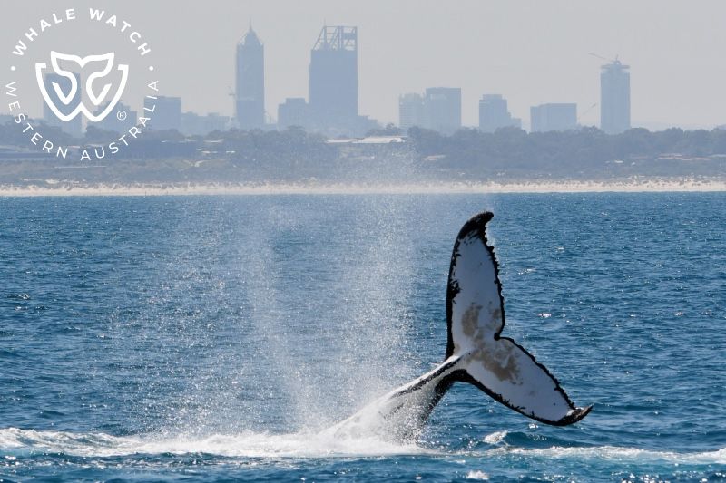 Must Do Experiences in Perth | Whale Watch Western Australia