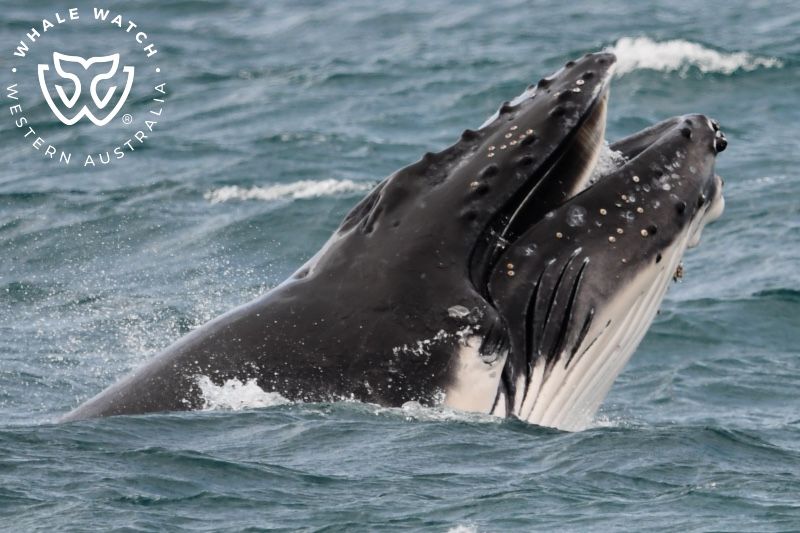 Wild Whale Watching in Western Australia | Whale Watch Western Australia