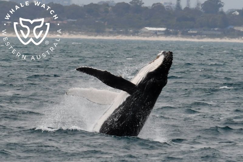 Tips for Respectful Whale Watching | Whale Watch Western Australia