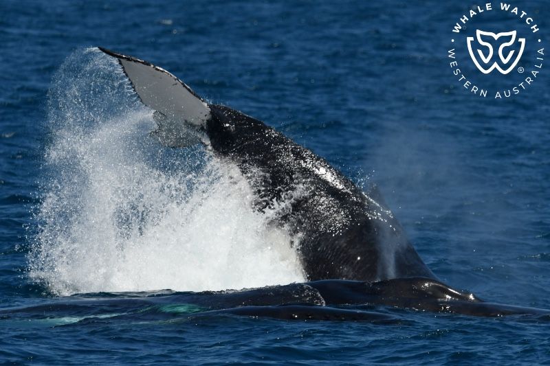 Why Do Whales Tail Lob? | Whale Watch Western Australia