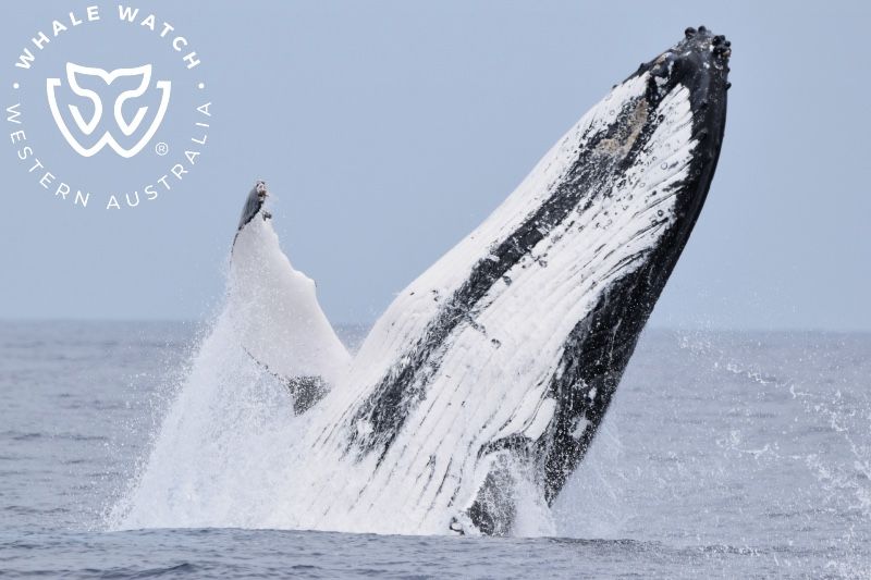 Whale Watch Western Australia Extravaganza | Whale Watch Western Australia