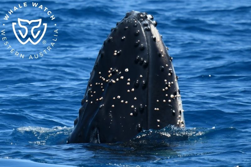Whale Watching Perth 2023 Finale | Whale Watch Western Australia