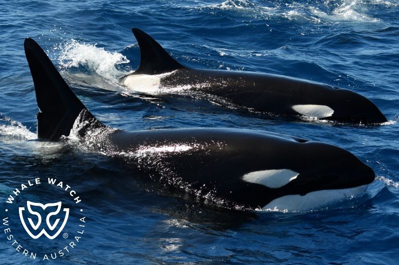 Bremer Bay Orca El Notcho | Whale Watch Western Australia