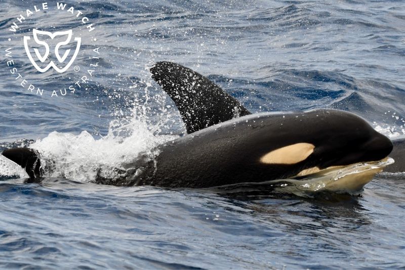 Bremer Orca Calf Mother Revealed | Whale Watch Western Australia