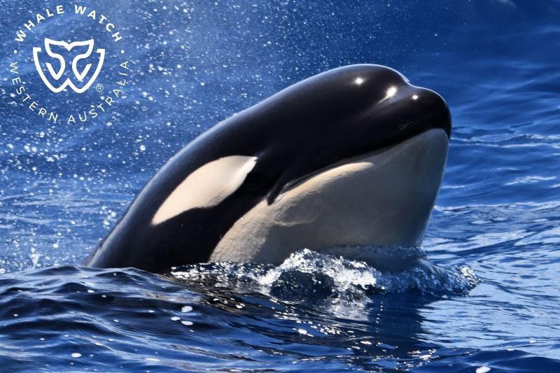 Orca Tours in Bremer Bay During February | Whale Watch Western Australia