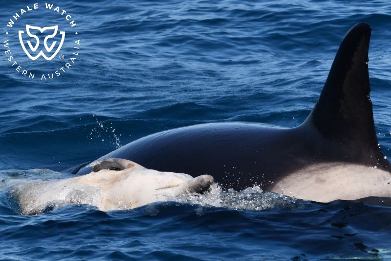 Australian Orca Hunt Juvenile Beaked Whale | Whale Watch Western Australia