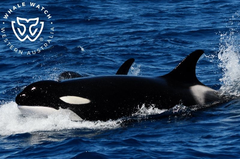 See Orca in the Wild | Whale Watch Western Australia