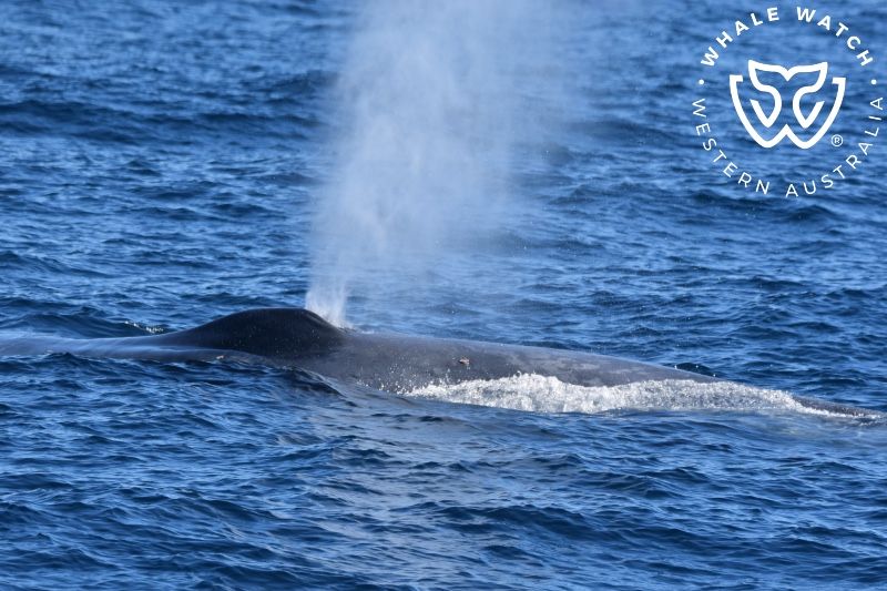 Blue Whales Migration Path | Whale Watch Western Australia