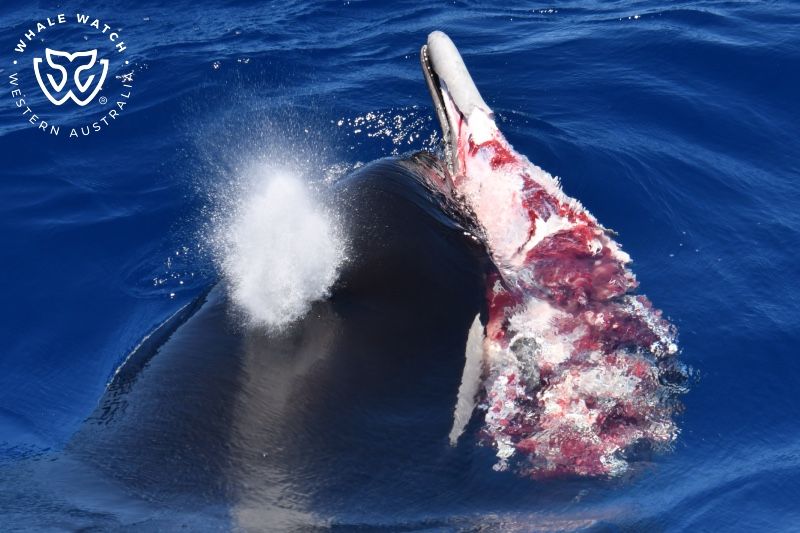 Beaked Whale Predation | Whale Watch Western Australia
