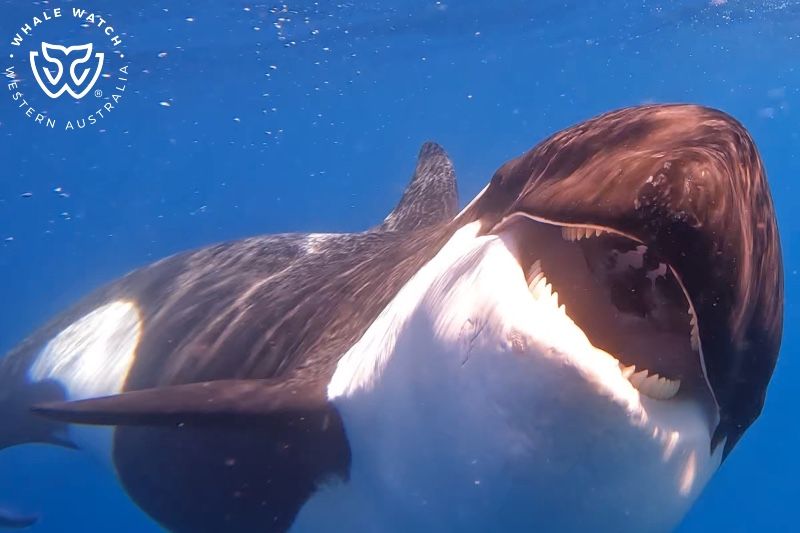 Bremer Bay Orca Calf Eddie | Whale Watch Western Australia