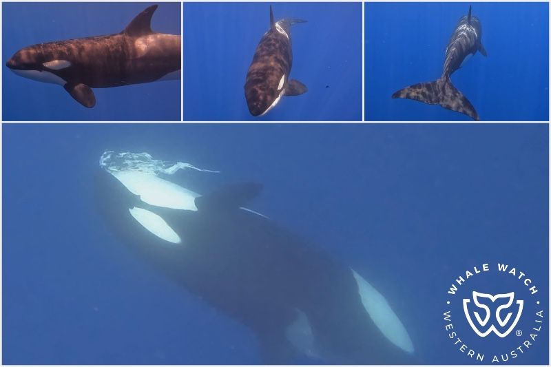 Bremer Bay Orca Predation | Whale Watch Western Australia