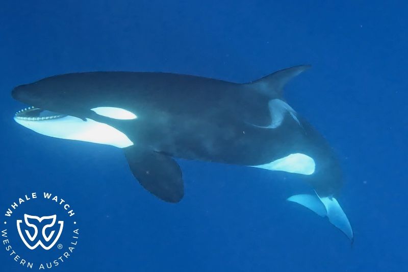 Squid Hunting with Southern Ocean Orca | Whale Watch Western Australia
